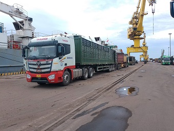 Vận chuyển gần 2.500 con bò cho THACO AGRICULTURE